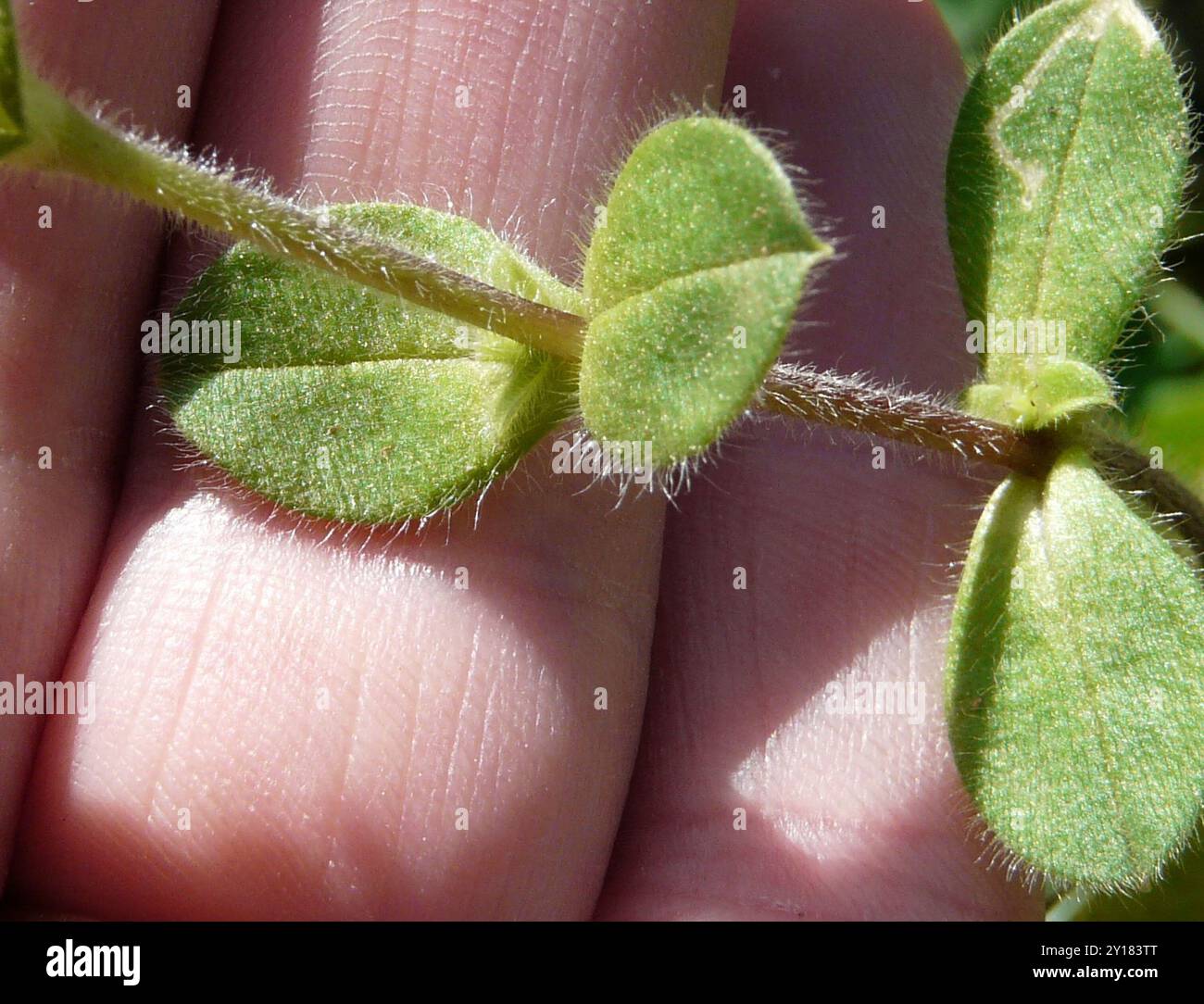 Sticky mouse-ear chickweed (Cerastium glomeratum) Plantae Stock Photo ...