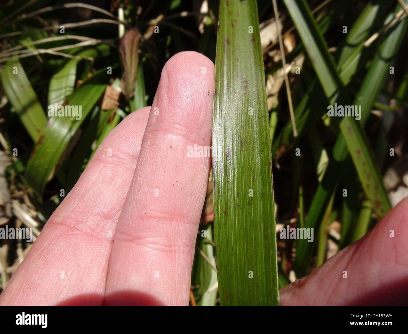 Great Woodrush (Luzula sylvatica) Plantae Stock Photo - Alamy