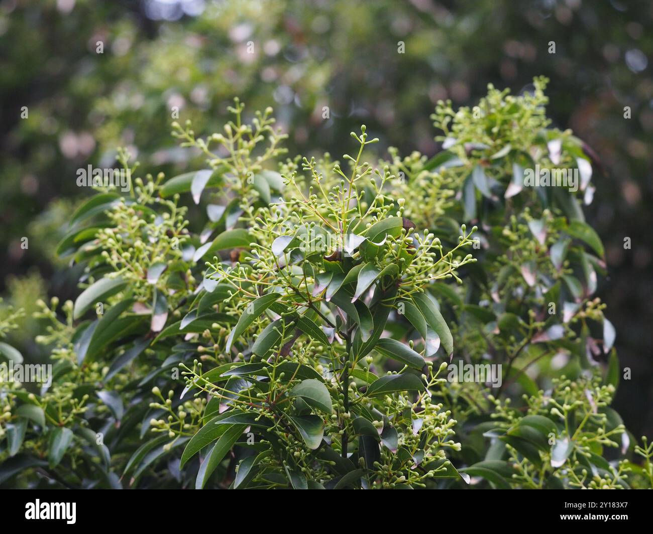 Cinnamon tree (Cinnamomum burmanni) Plantae Stock Photo - Alamy