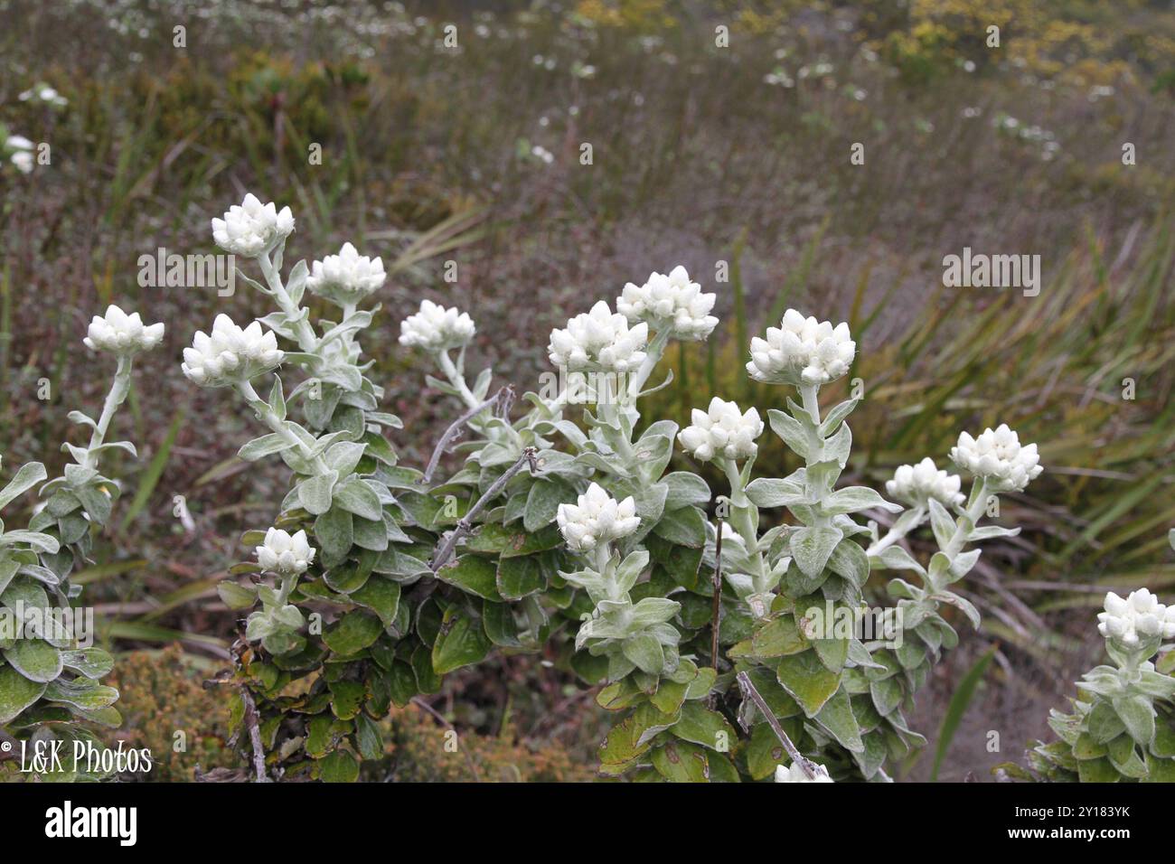 Tall White Everlasting (Helichrysum fruticans) Plantae Stock Photo - Alamy