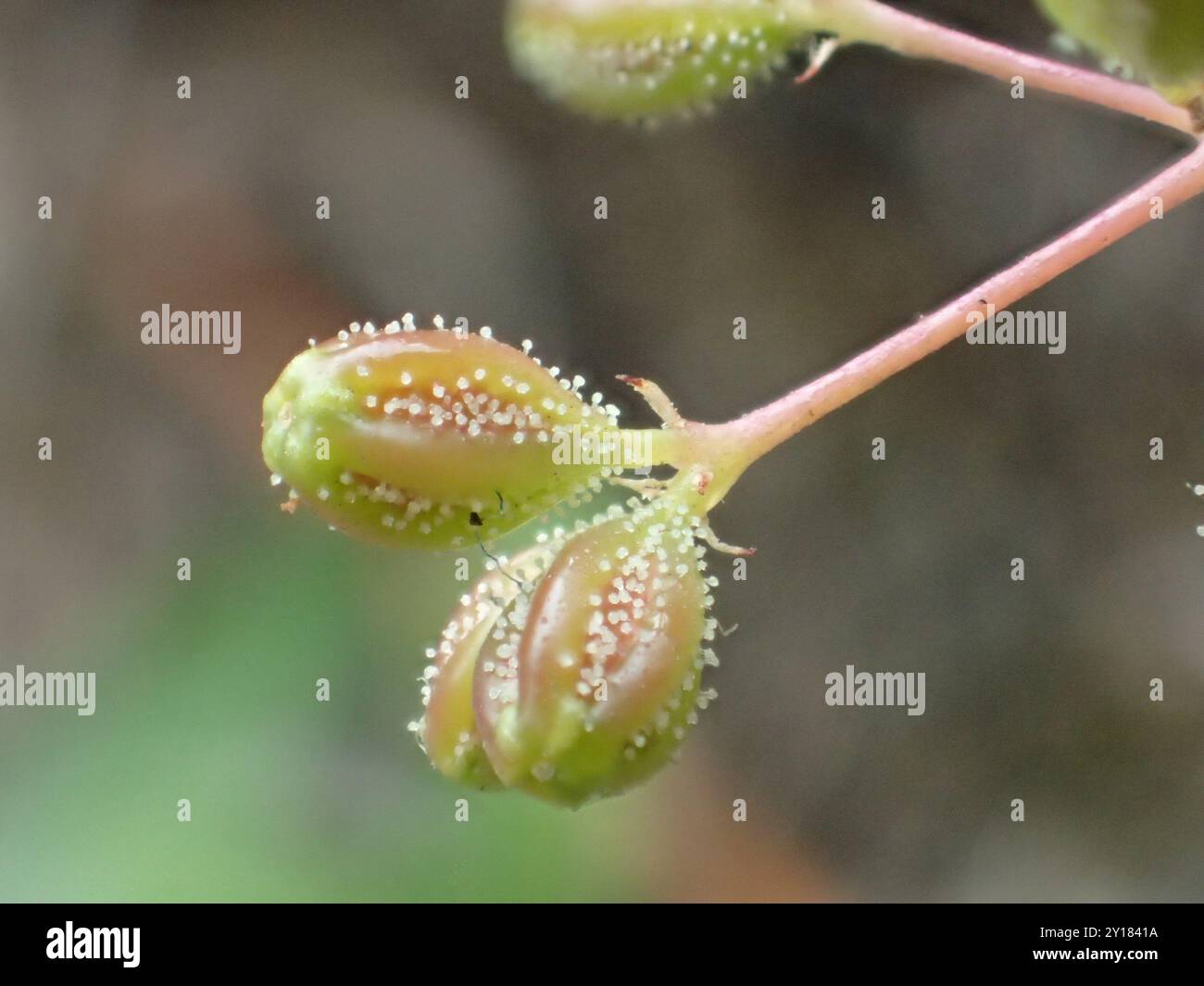 Crawling Spiderling (Boerhavia repens) Plantae Stock Photo - Alamy