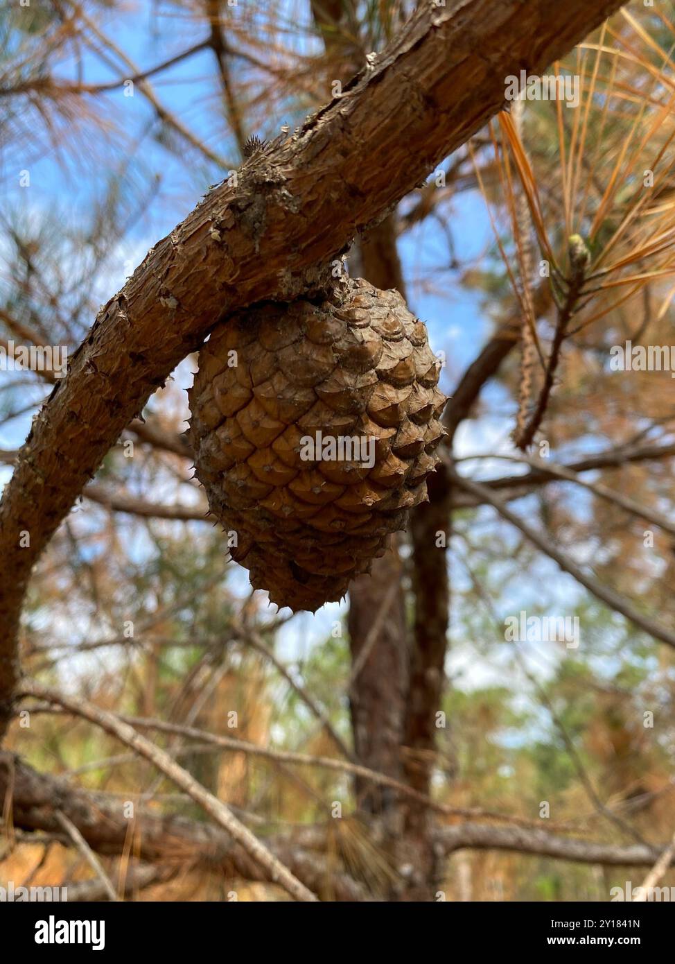 pond pine (Pinus serotina) Plantae Stock Photo - Alamy