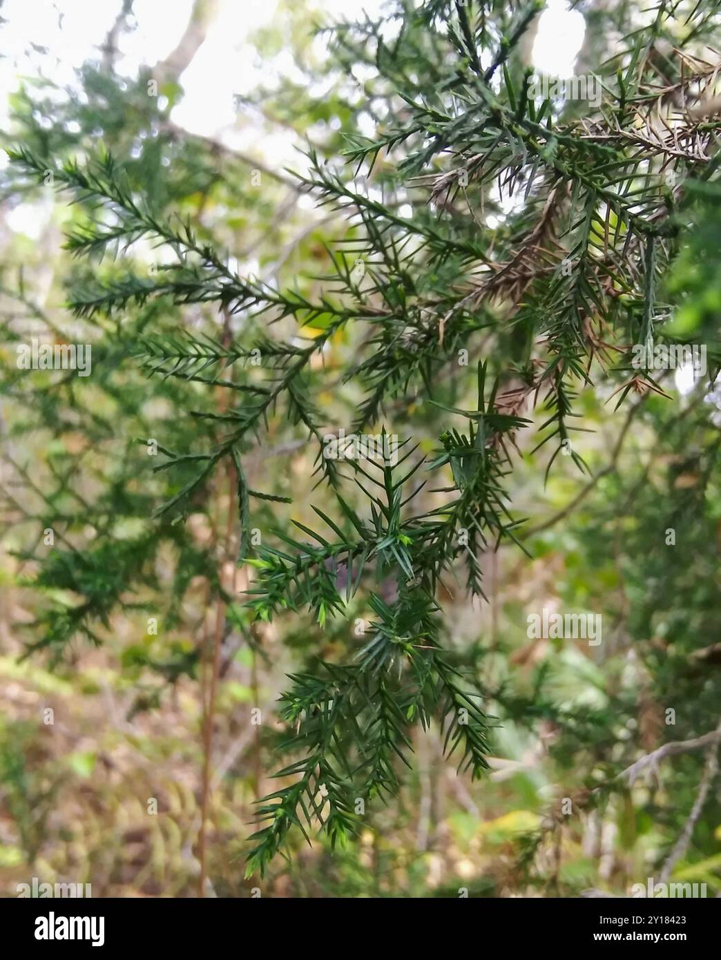 Southern Redcedar (Juniperus virginiana silicicola) Plantae Stock Photo ...