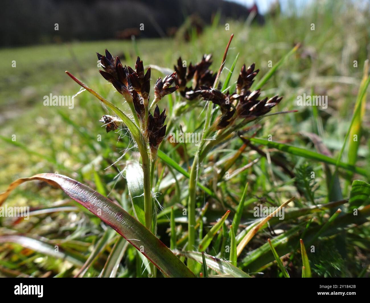 Field woodrush (Luzula campestris) Plantae Stock Photo - Alamy