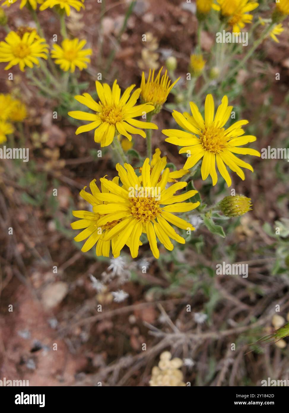 (Heterotheca villosa) Plantae Stock Photo - Alamy