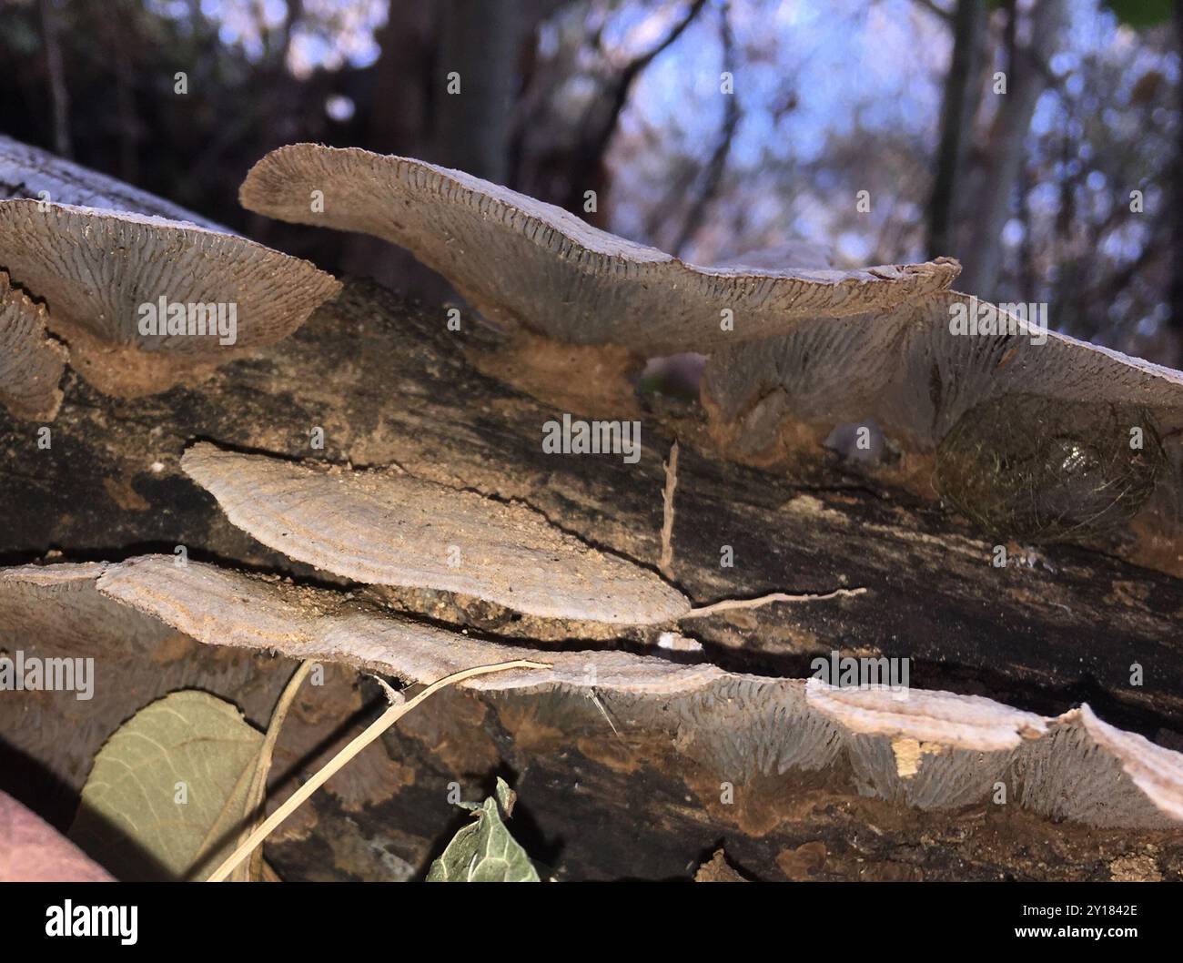 shelf fungi (Polyporales) Fungi Stock Photo - Alamy
