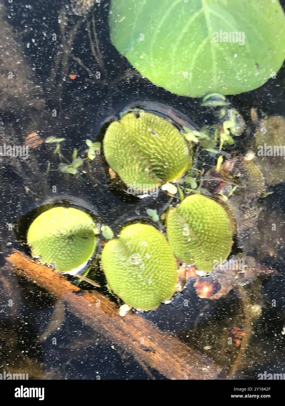 water spangles (Salvinia minima) Plantae Stock Photo - Alamy