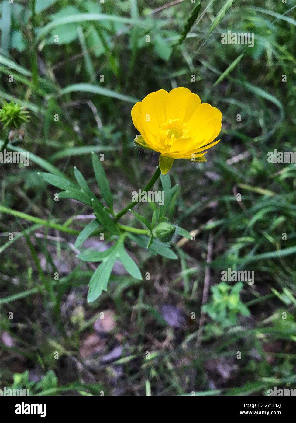 Large Buttercup (Ranunculus macranthus) Plantae Stock Photo - Alamy