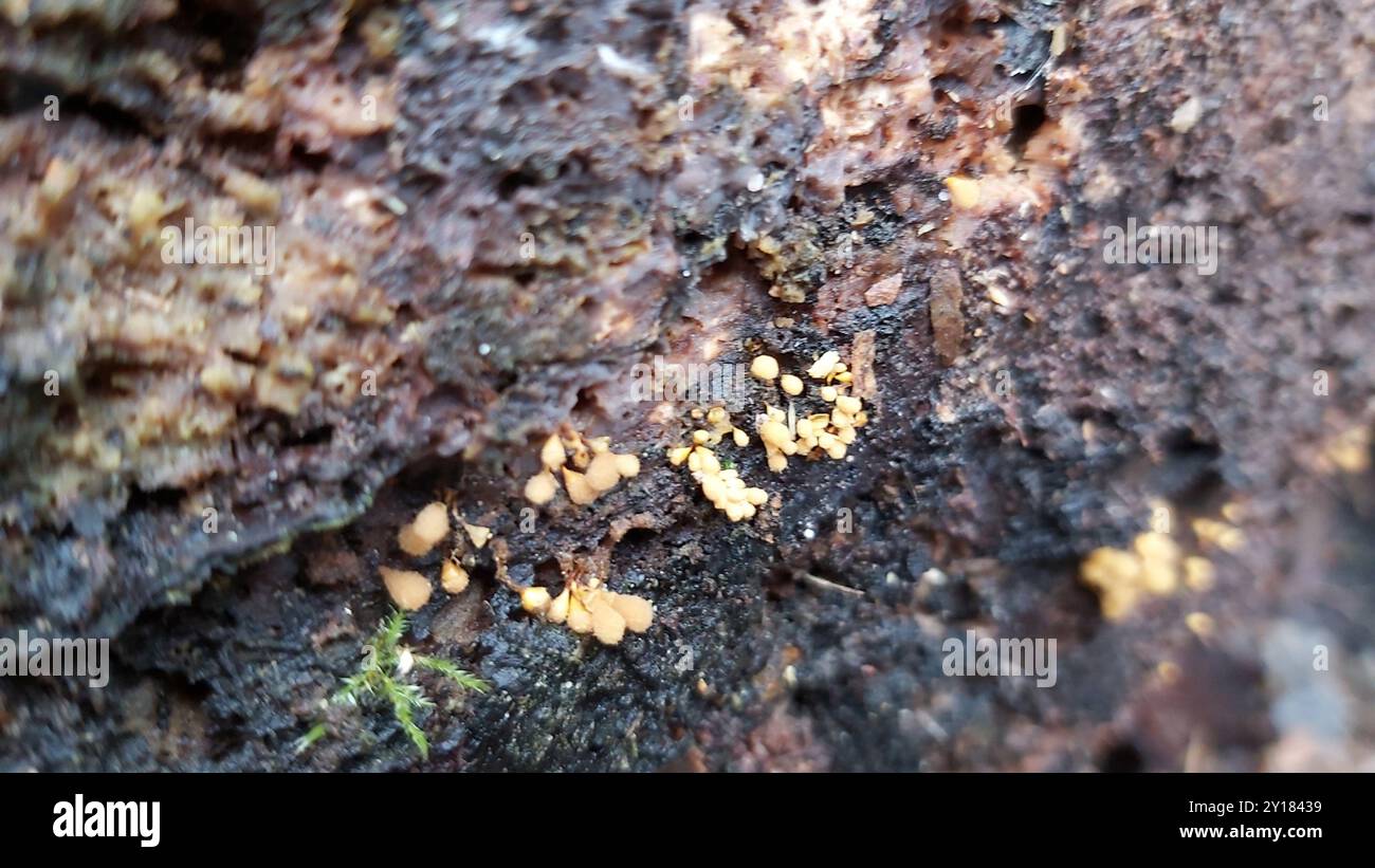 Push Pin Slime Mold (Hemitrichia calyculata) Protozoa Stock Photo - Alamy