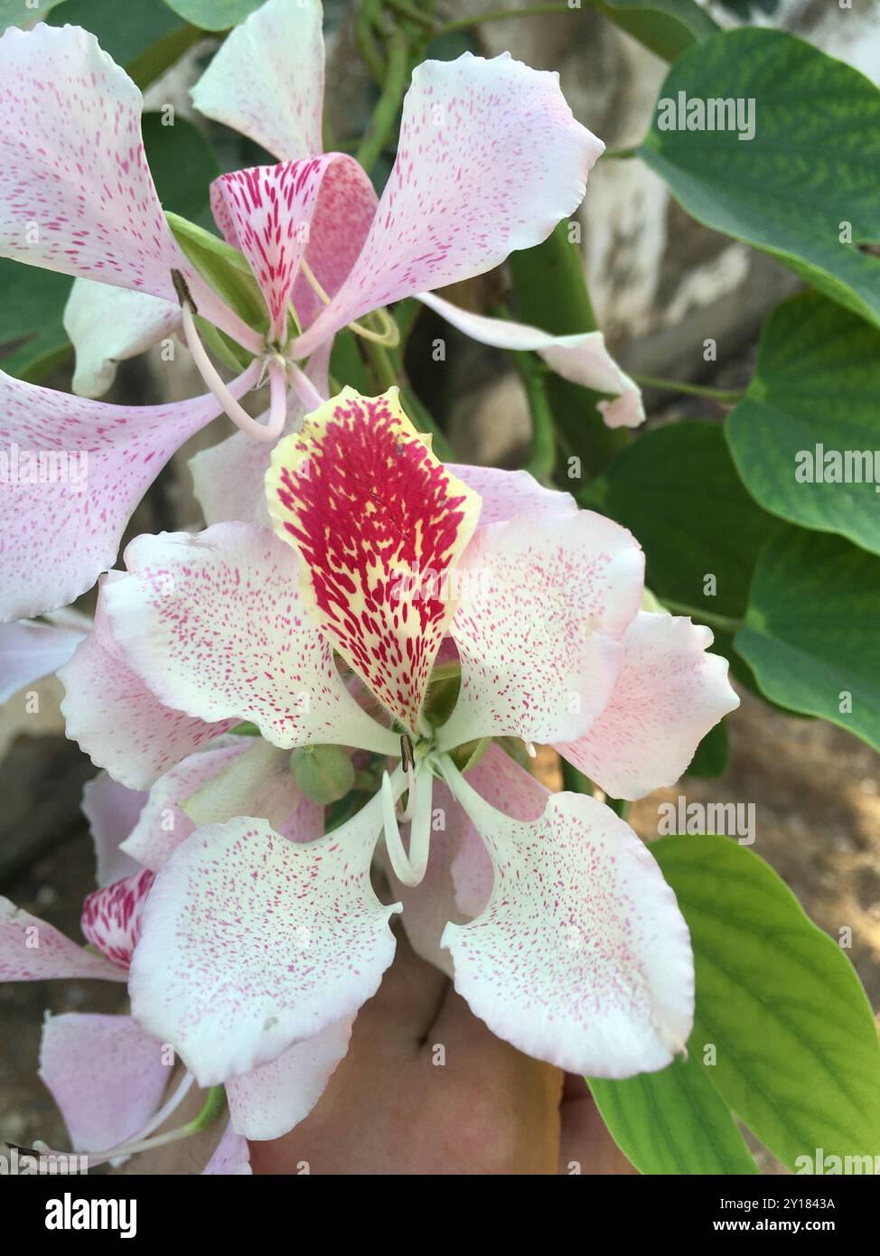 pink bauhinia (Bauhinia monandra) Plantae Stock Photo - Alamy