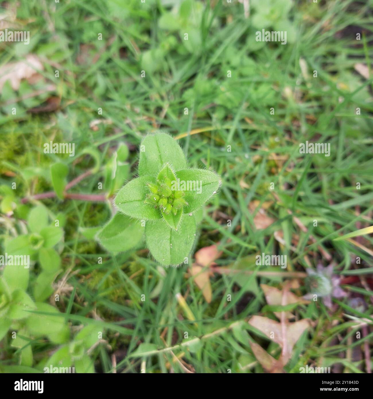 Sticky mouse-ear chickweed (Cerastium glomeratum) Plantae Stock Photo ...