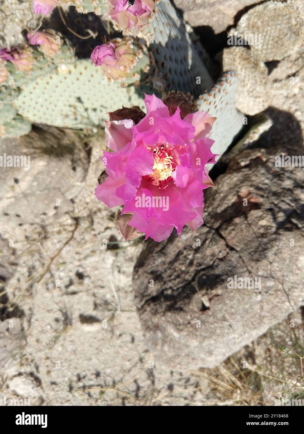 beavertail cactus (Opuntia basilaris basilaris) Plantae Stock Photo - Alamy