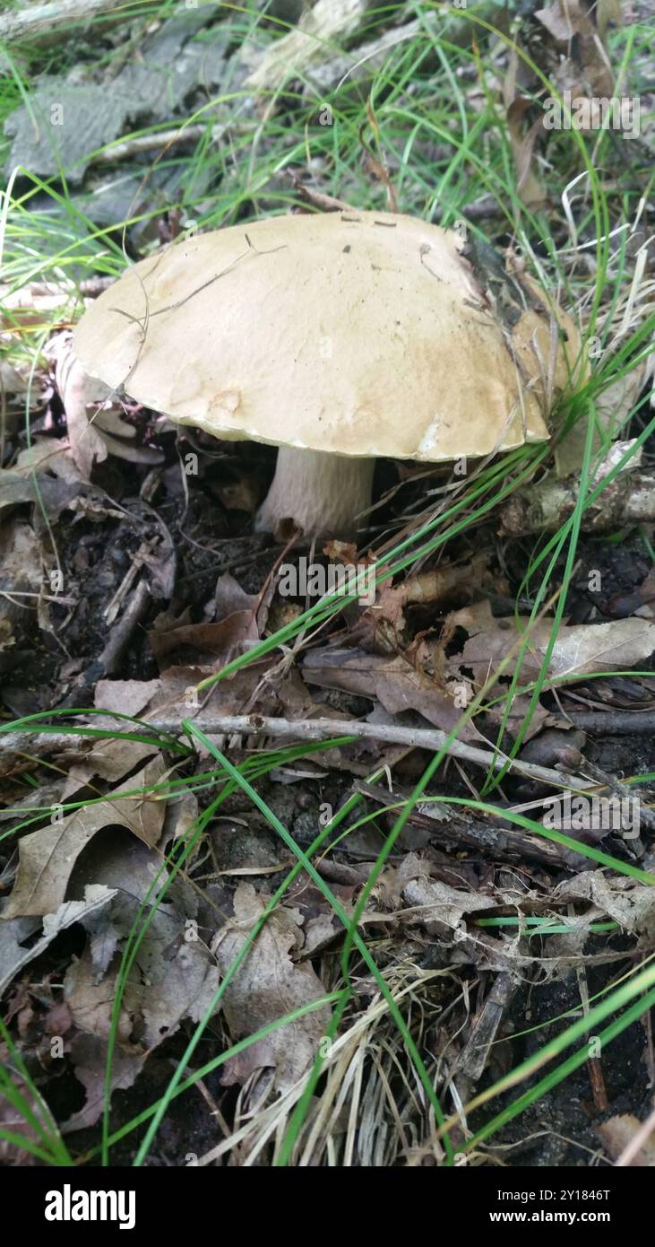(Boletus variipes) Fungi Stock Photo - Alamy