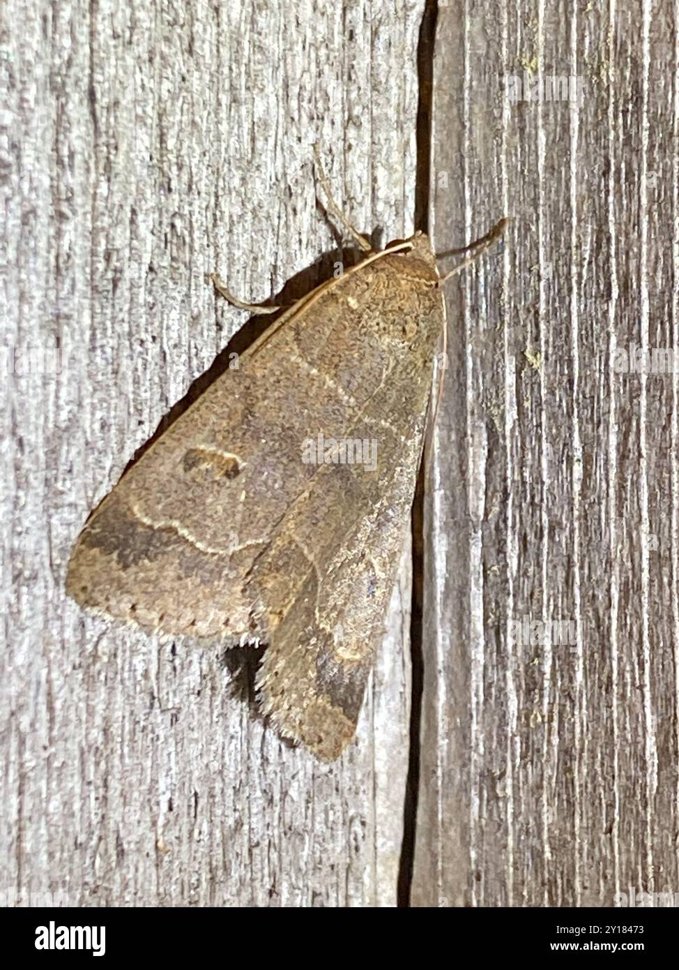 Common Oak Moth (Phoberia atomaris) Insecta Stock Photo - Alamy