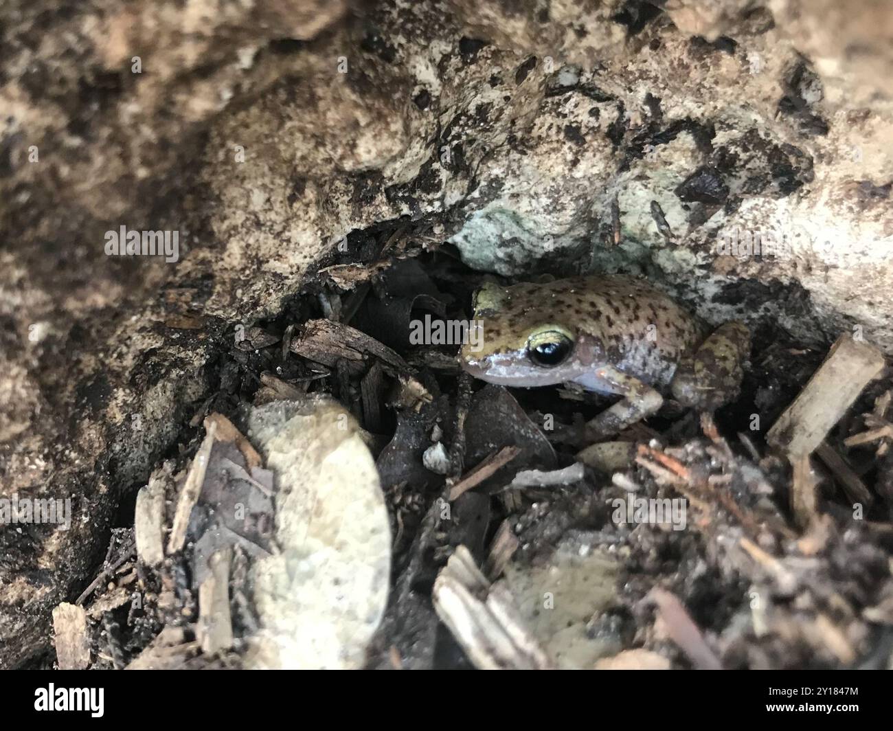 Cliff Chirping Frog (Eleutherodactylus marnockii) Amphibia Stock Photo ...