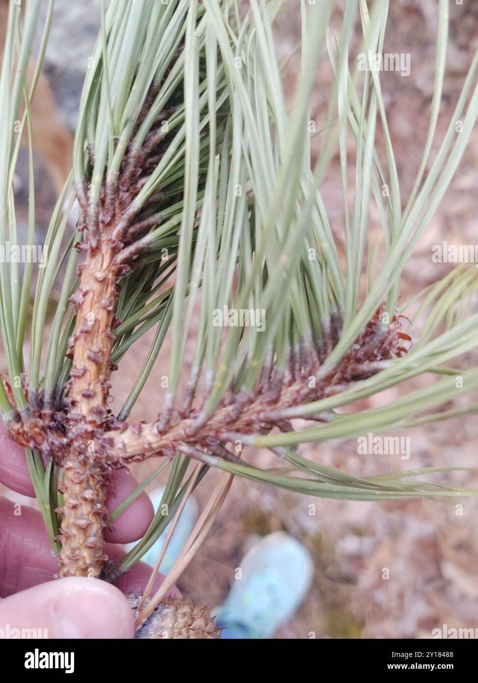 pitch pine (Pinus rigida) Plantae Stock Photo - Alamy