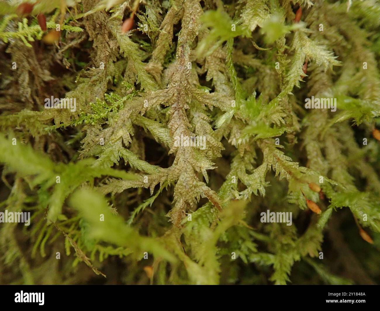 Douglas' Neckera Moss (Neckera douglasii) Plantae Stock Photo - Alamy