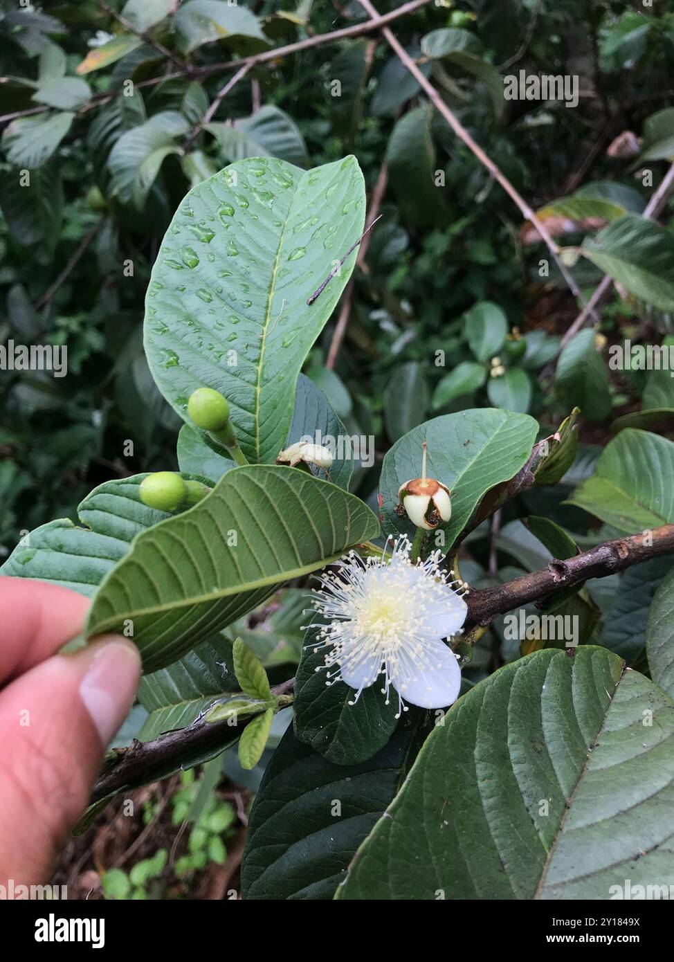 Common guava (Psidium guajava) Plantae Stock Photo - Alamy
