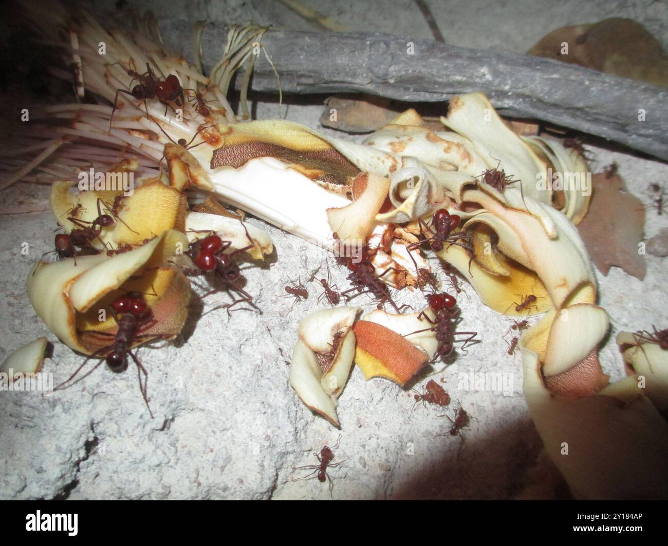 Atta laevigata hi-res stock photography and images - Alamy