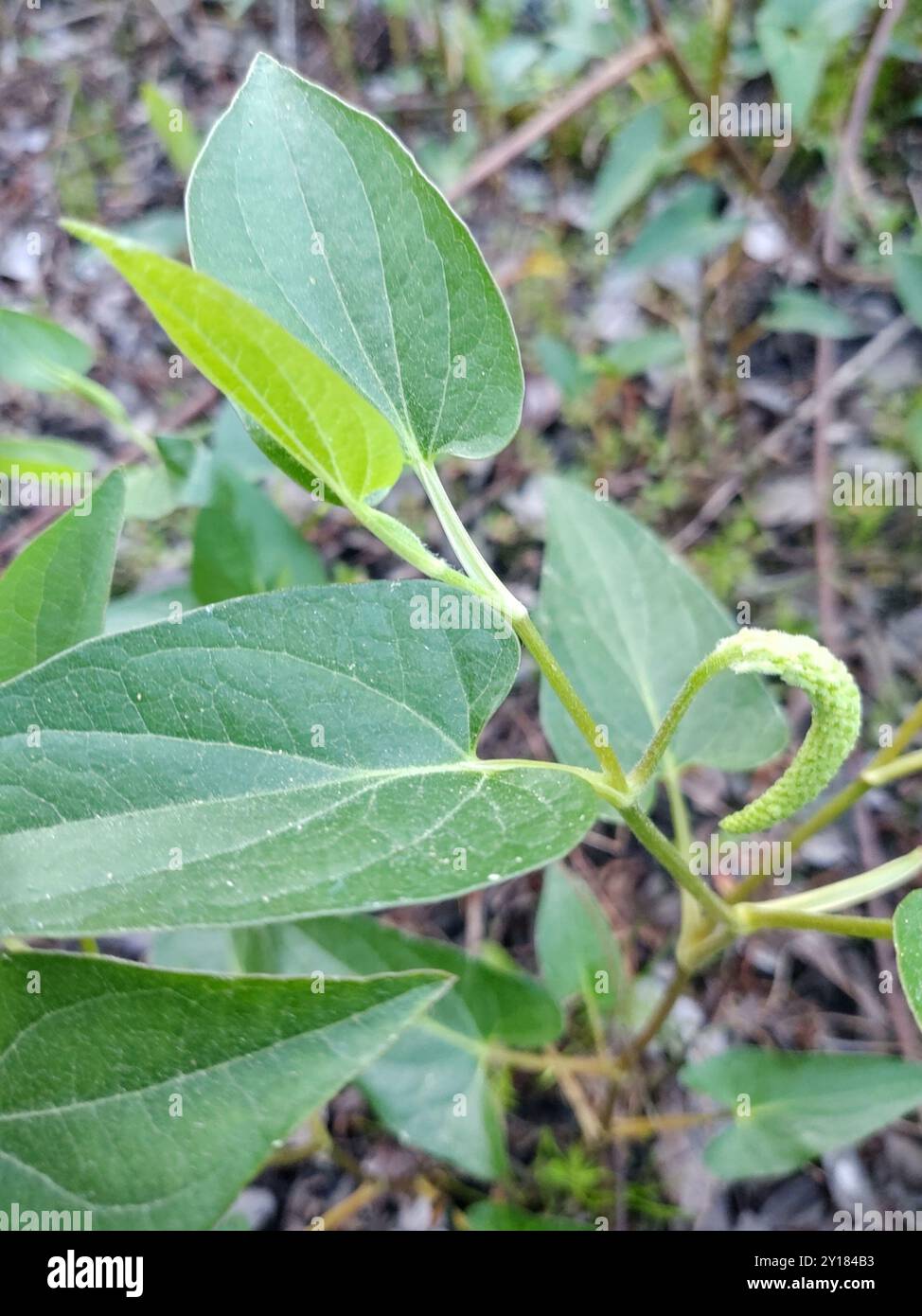 lizard's tail (Saururus cernuus) Plantae Stock Photo - Alamy