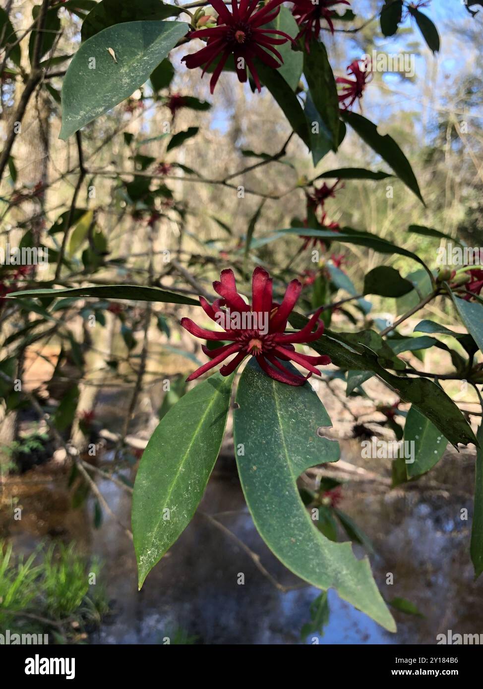 Florida Anise (Illicium floridanum) Plantae Stock Photo - Alamy