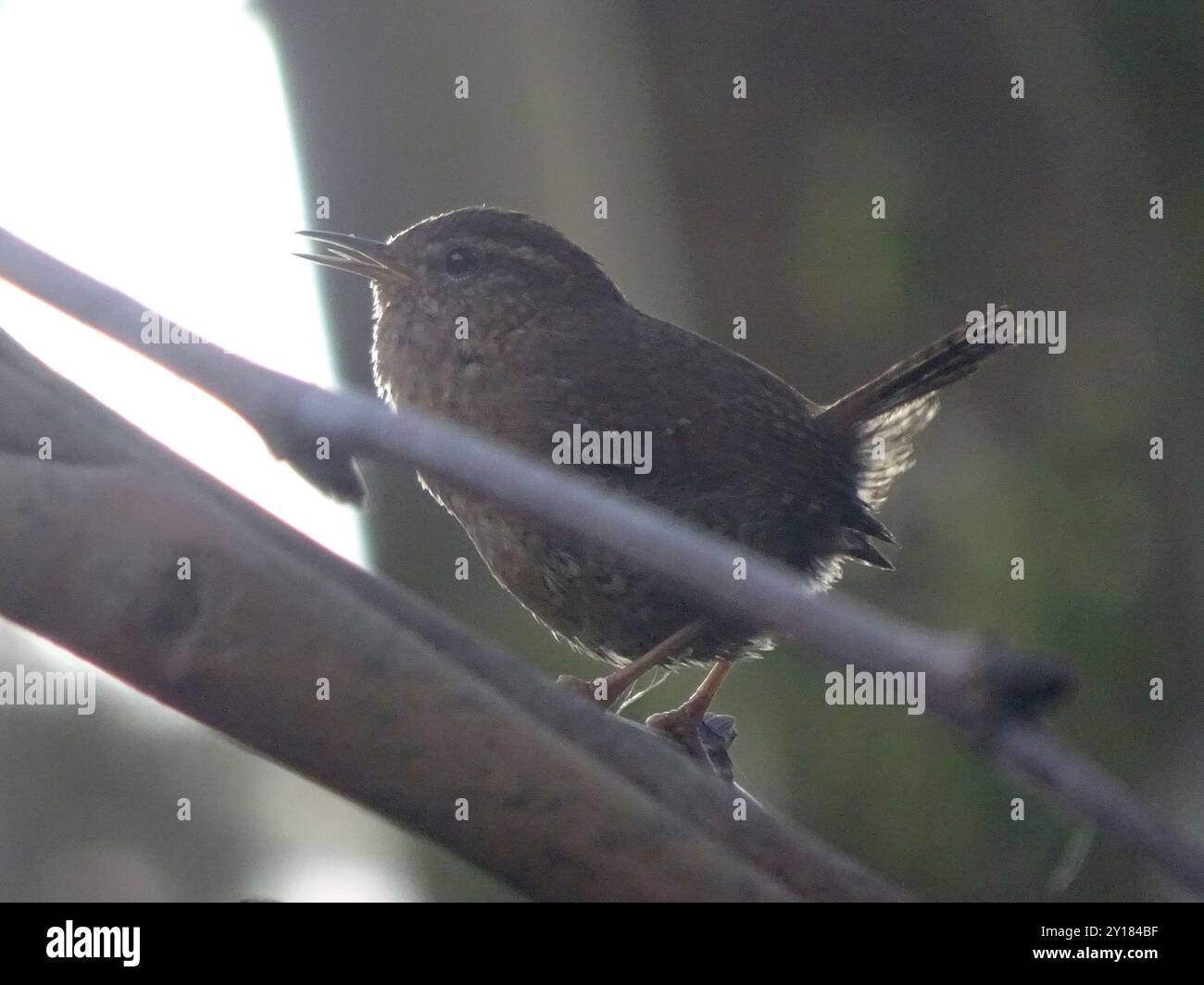 Pacific Wren (Troglodytes pacificus) Aves Stock Photo - Alamy