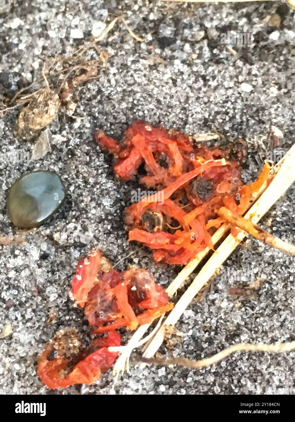 red algae (Rhodophyta) Plantae Stock Photo - Alamy