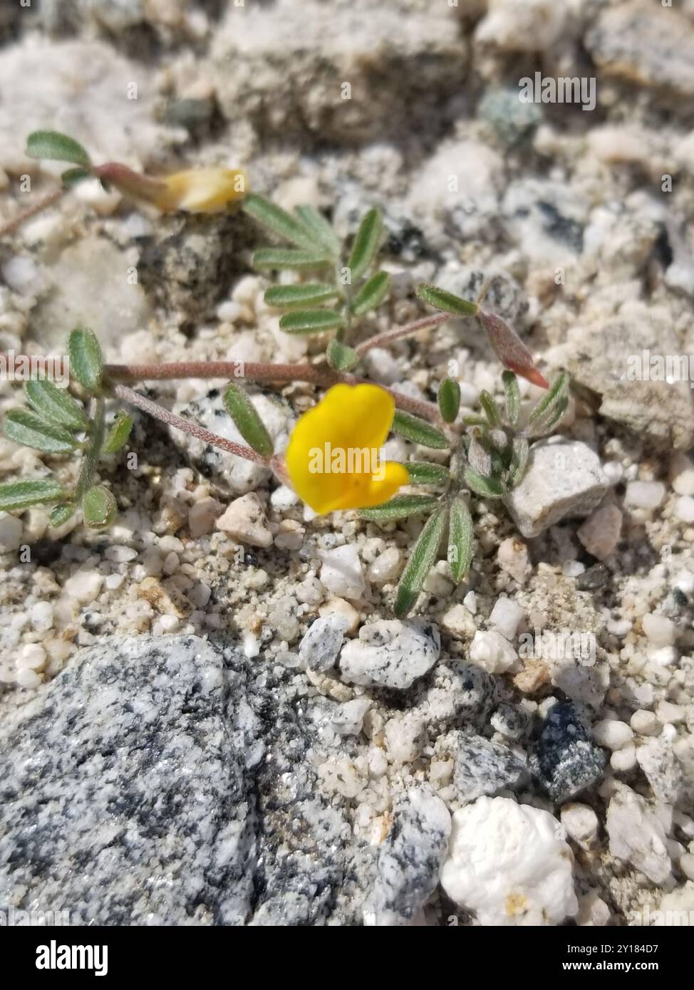 strigose lotus (Acmispon strigosus) Plantae Stock Photo - Alamy
