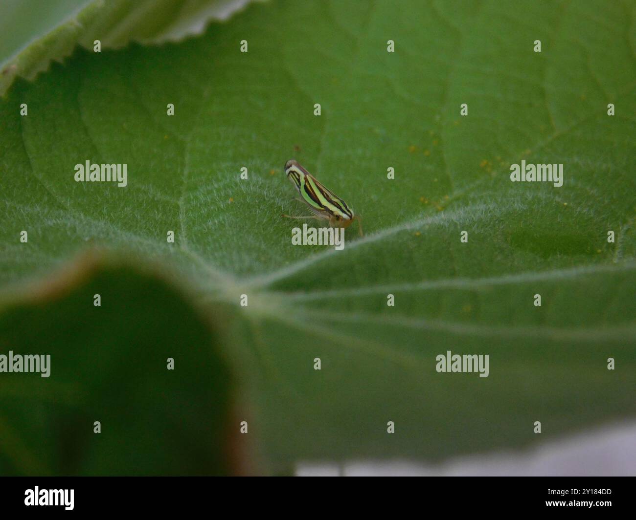 (Sibovia sagata) Insecta Stock Photo - Alamy