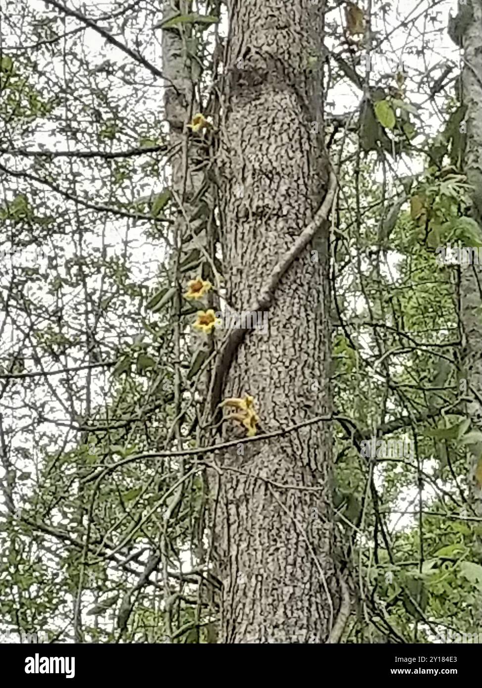 cross vine (Bignonia capreolata) Plantae Stock Photo - Alamy