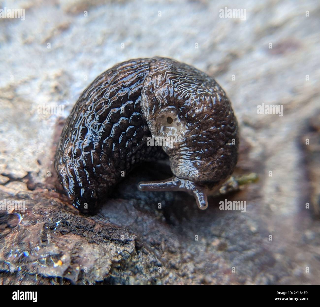 Smooth Land Slugs (Deroceras) Mollusca Stock Photo - Alamy