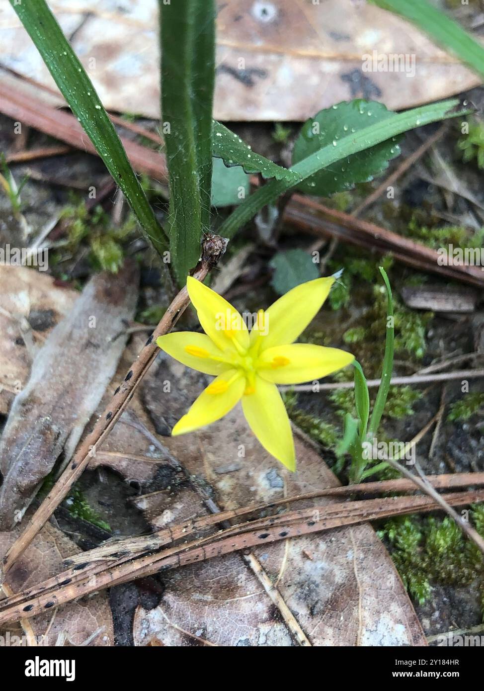 yellow star grass (Hypoxis hirsuta) Plantae Stock Photo - Alamy