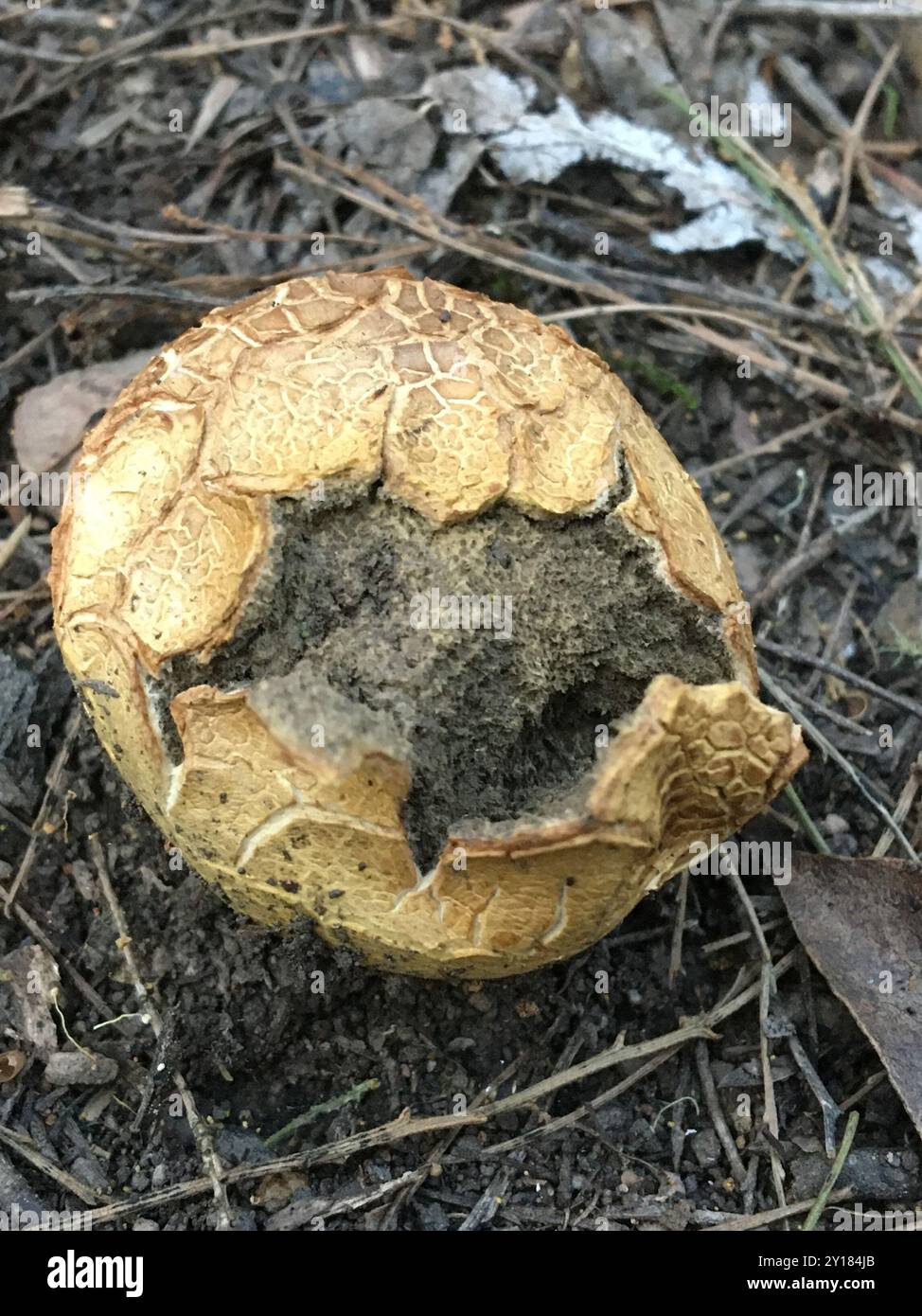 Onion Earthball (Scleroderma cepa) Fungi Stock Photo - Alamy