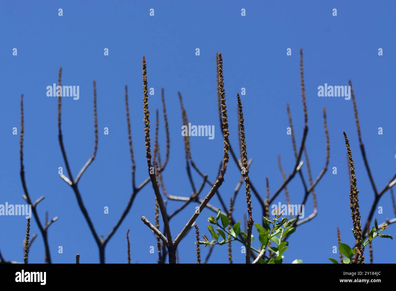 (Falconeria insignis) Plantae Stock Photo - Alamy