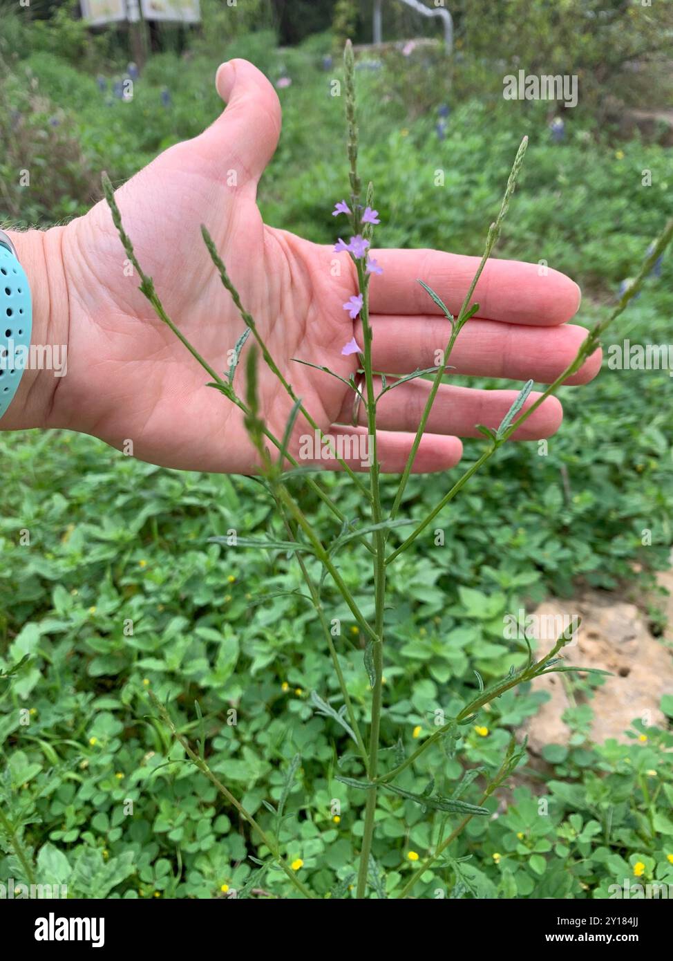 Texas vervain (Verbena halei) Plantae Stock Photo - Alamy