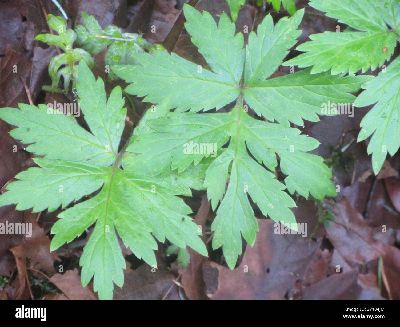 Pacific Waterleaf (Hydrophyllum tenuipes) Plantae Stock Photo - Alamy