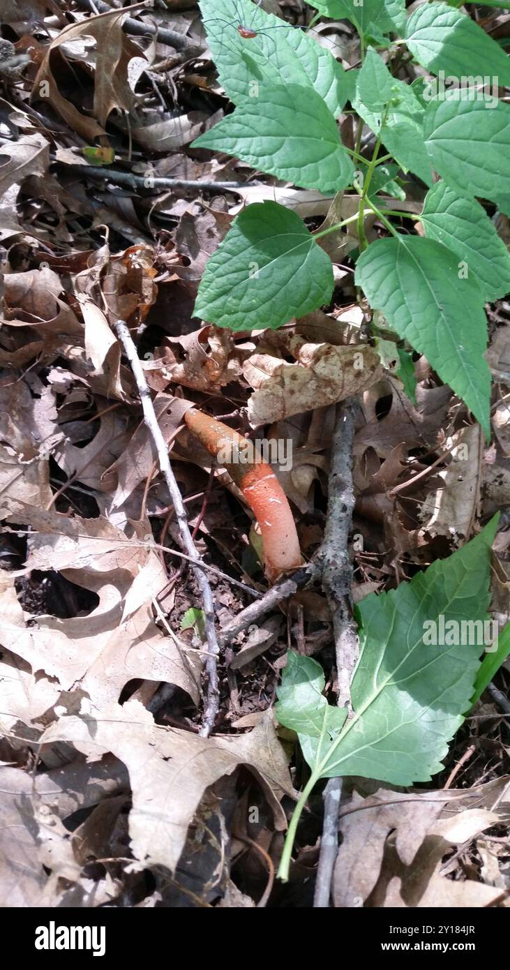 devil's dipstick (Mutinus elegans) Fungi Stock Photo - Alamy