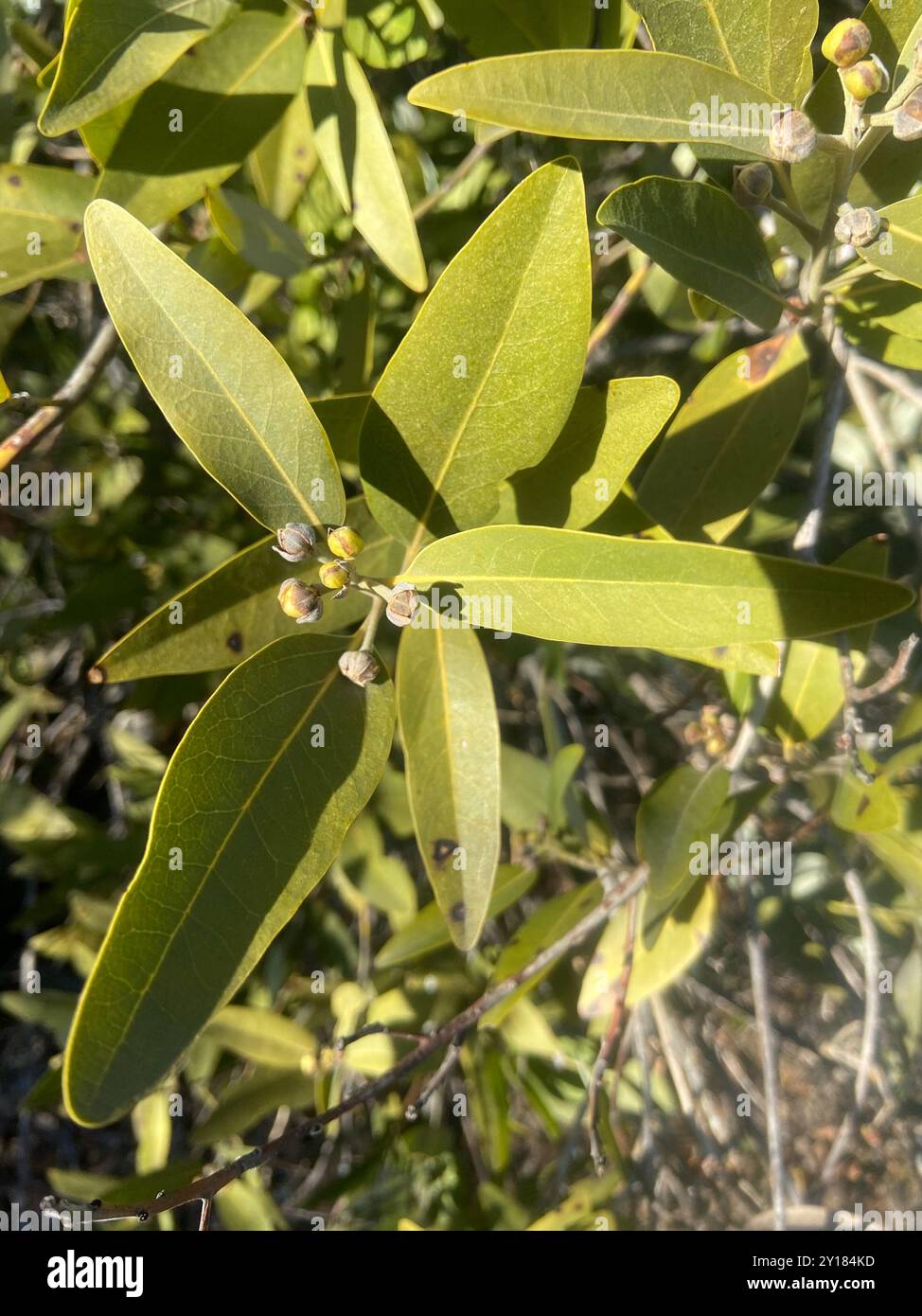 California bay (Umbellularia californica) Plantae Stock Photo - Alamy