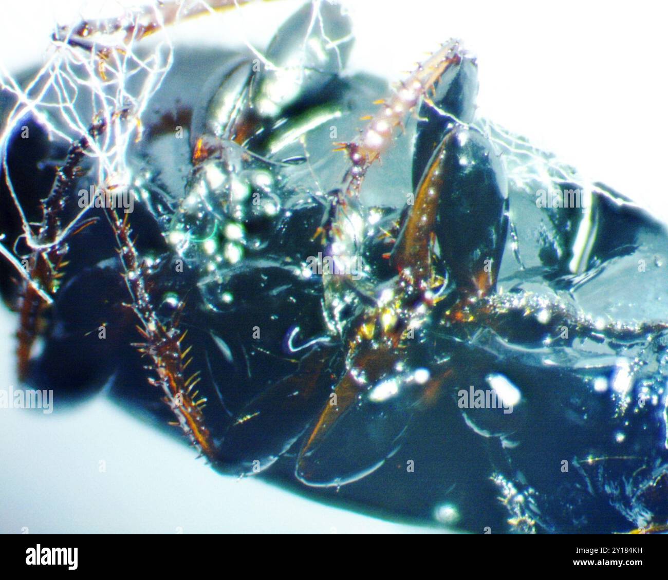 Common Sun Beetle (Amara aenea) Insecta Stock Photo - Alamy