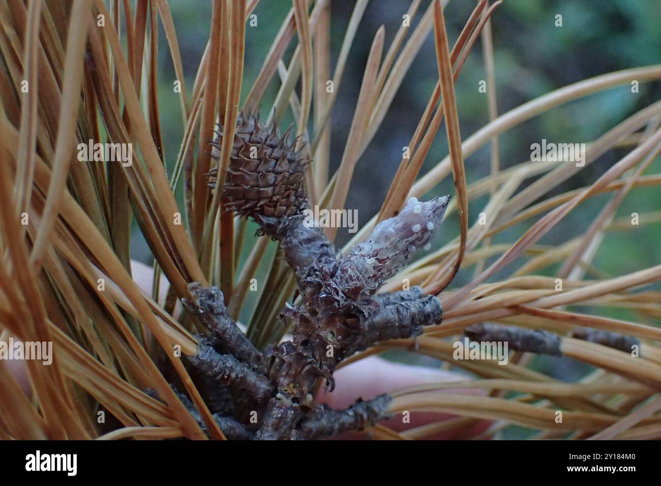 pond pine (Pinus serotina) Plantae Stock Photo - Alamy