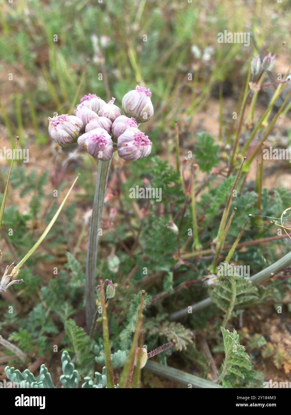 purple-nerve cymopterus (Vesper multinervatus) Plantae Stock Photo - Alamy