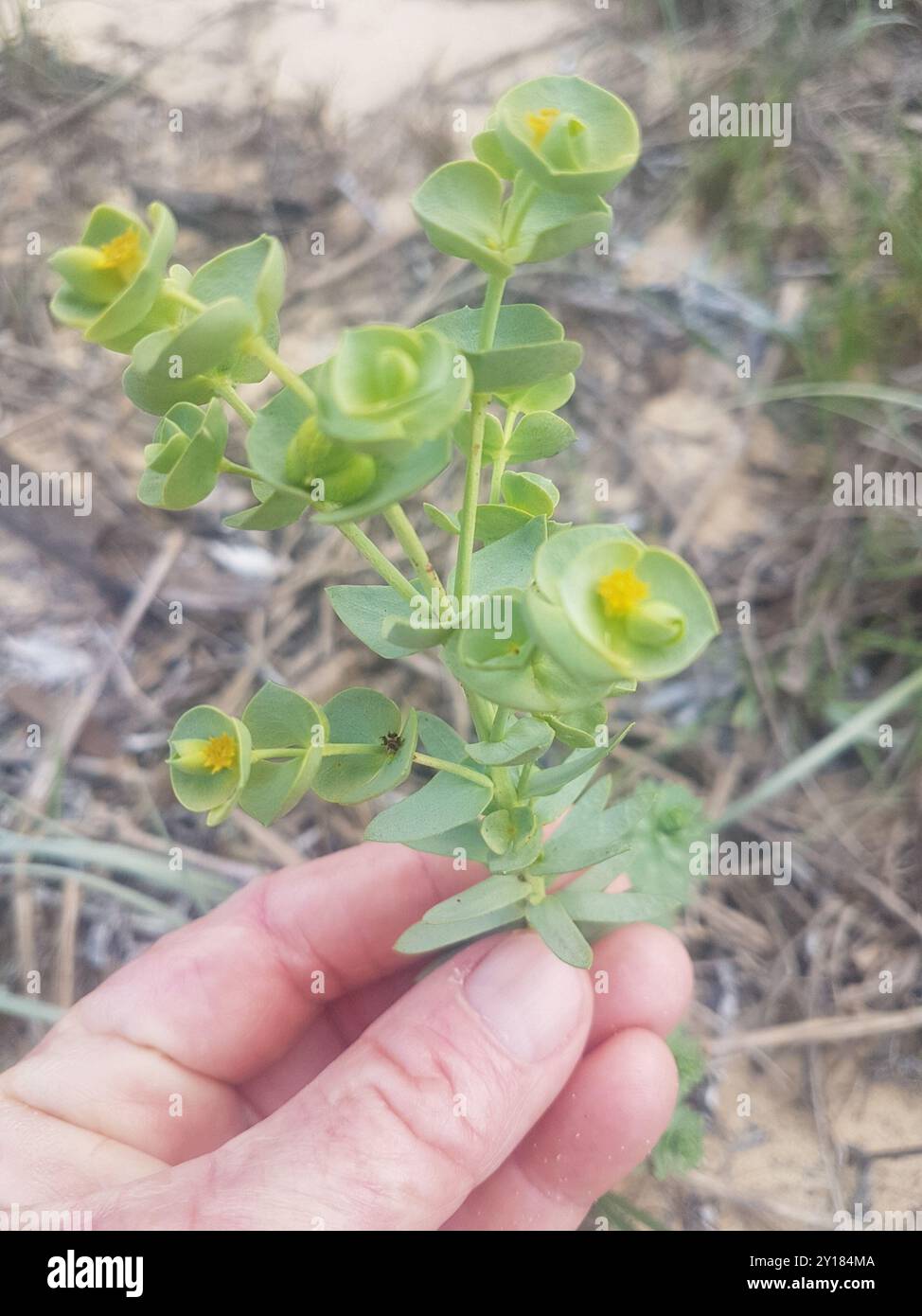 Sea Spurge (Euphorbia paralias) Plantae Stock Photo - Alamy