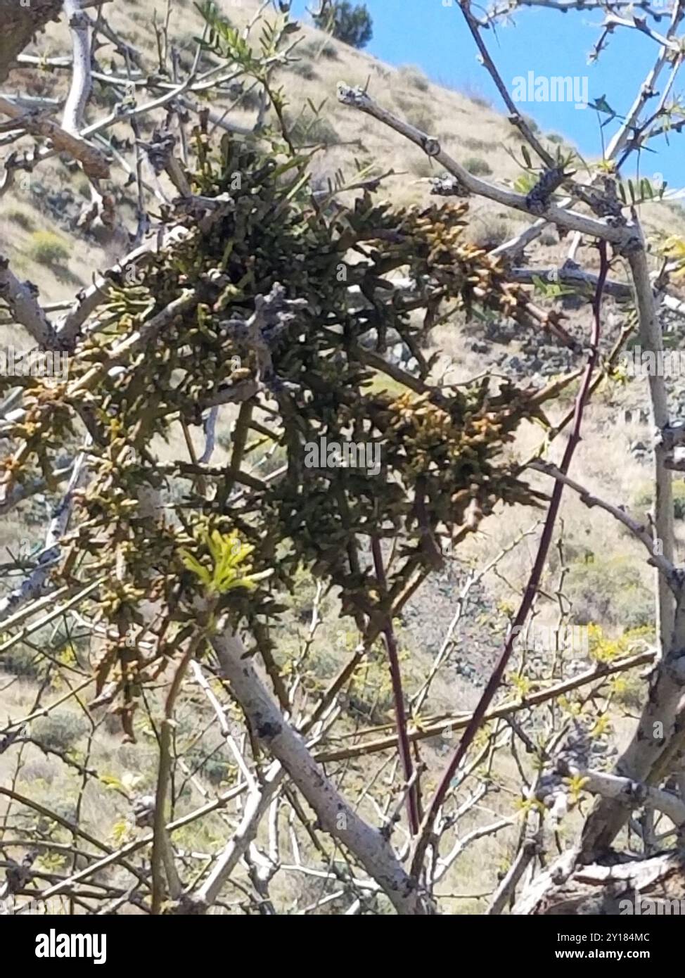 Mesquite Mistletoe (Phoradendron californicum) Plantae Stock Photo - Alamy