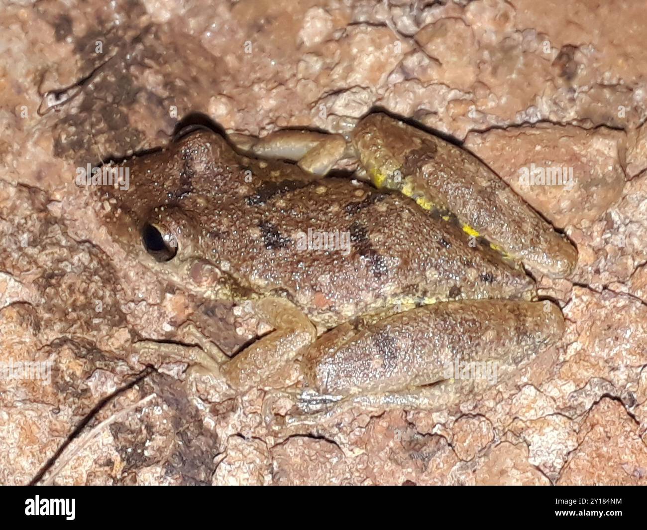 Fuscous-blotched Snouted Tree Frog (Scinax fuscovarius) Amphibia Stock ...