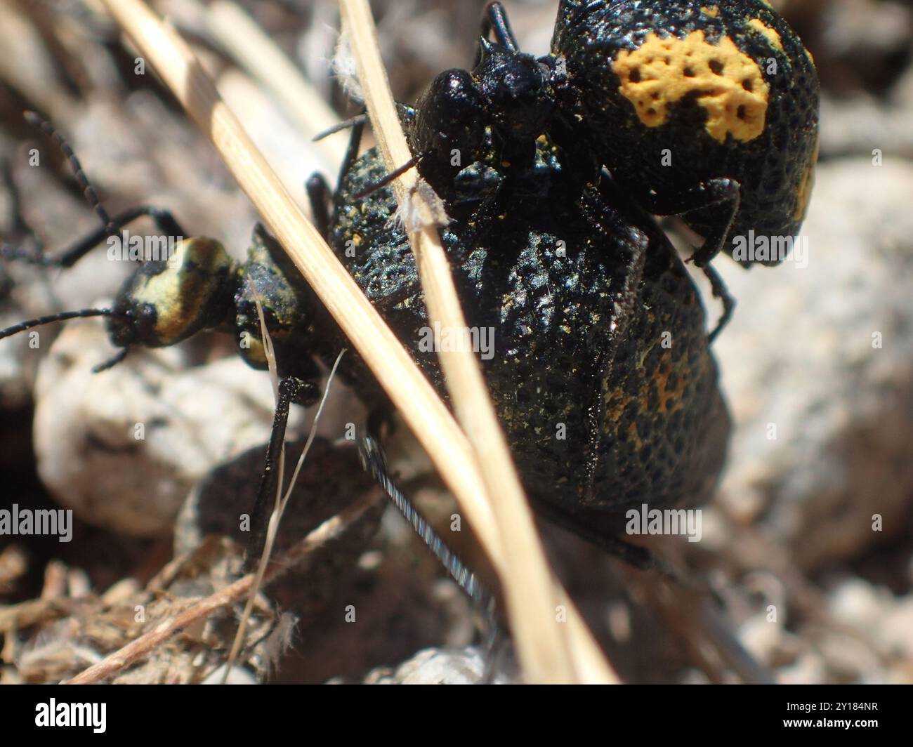 Inflated Beetle (Cysteodemus armatus) Insecta Stock Photo - Alamy