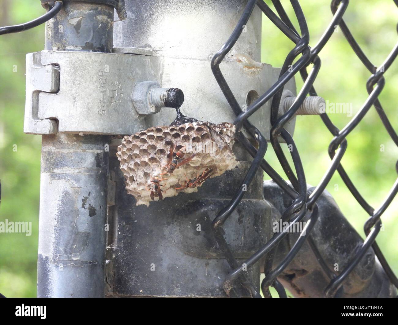 Australian Paper Wasp (Polistes humilis) Insecta Stock Photo - Alamy