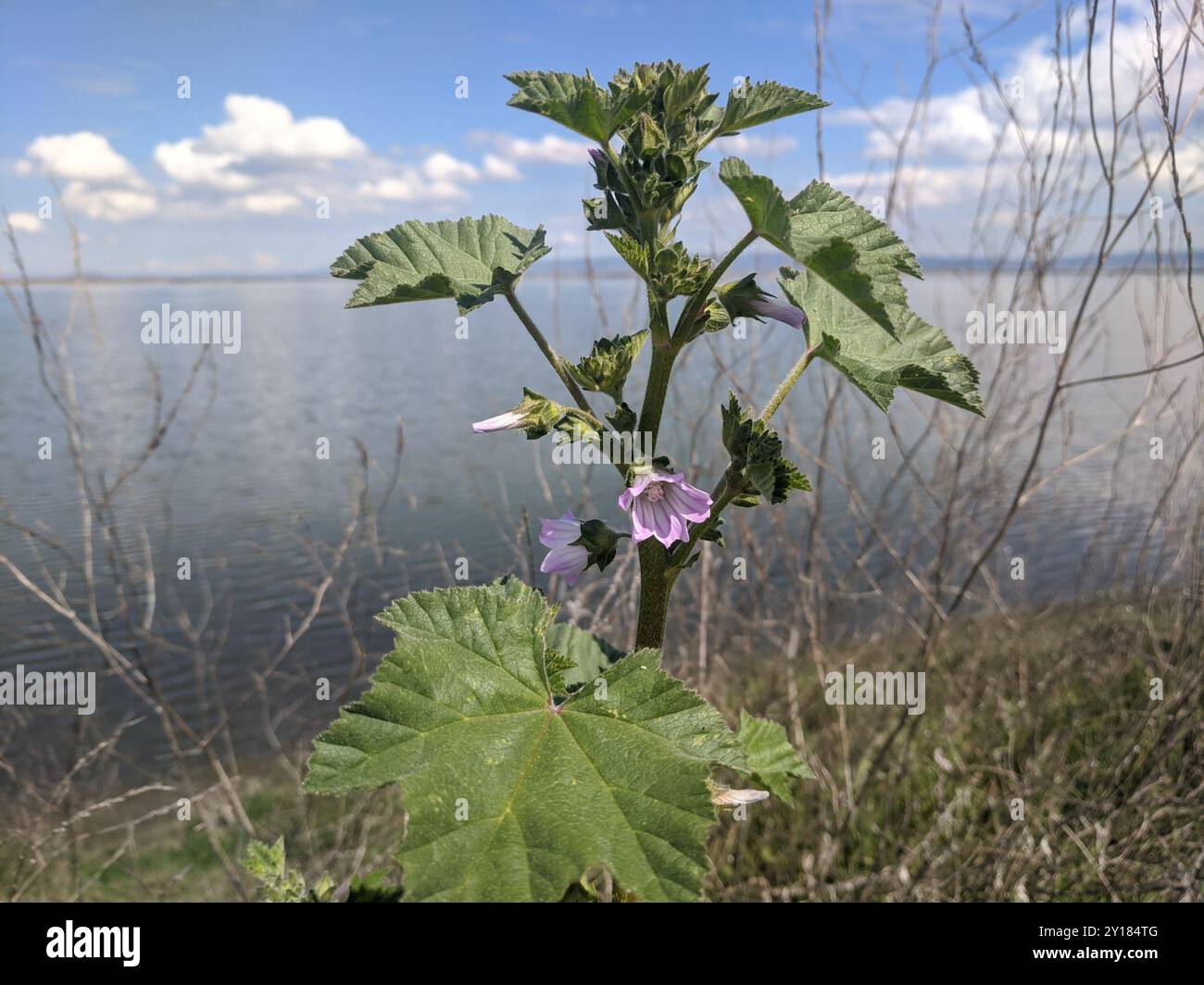 Cretan mallow (Malva multiflora) Plantae Stock Photo - Alamy