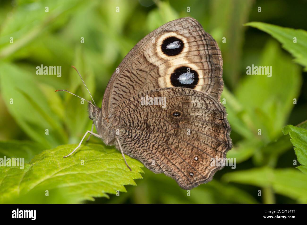 Common Wood-Nymph (Cercyonis pegala) Insecta Stock Photo - Alamy