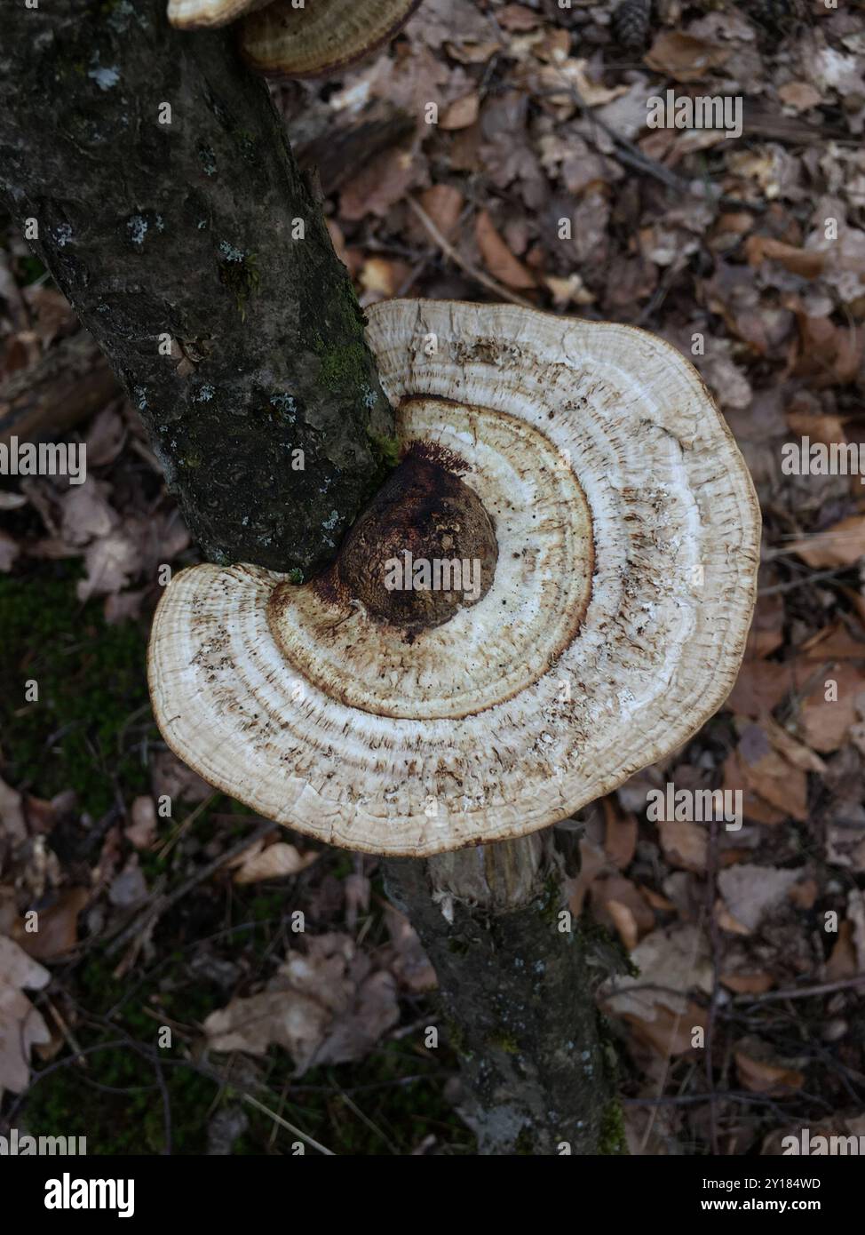 Thin-walled Maze Polypore (Daedaleopsis confragosa) Fungi Stock Photo ...