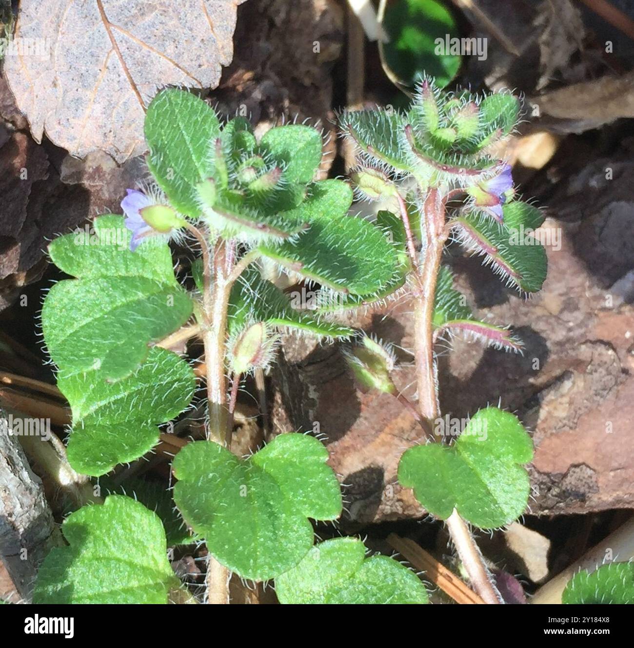 Ivy-leaved Speedwell (Veronica hederifolia) Plantae Stock Photo - Alamy